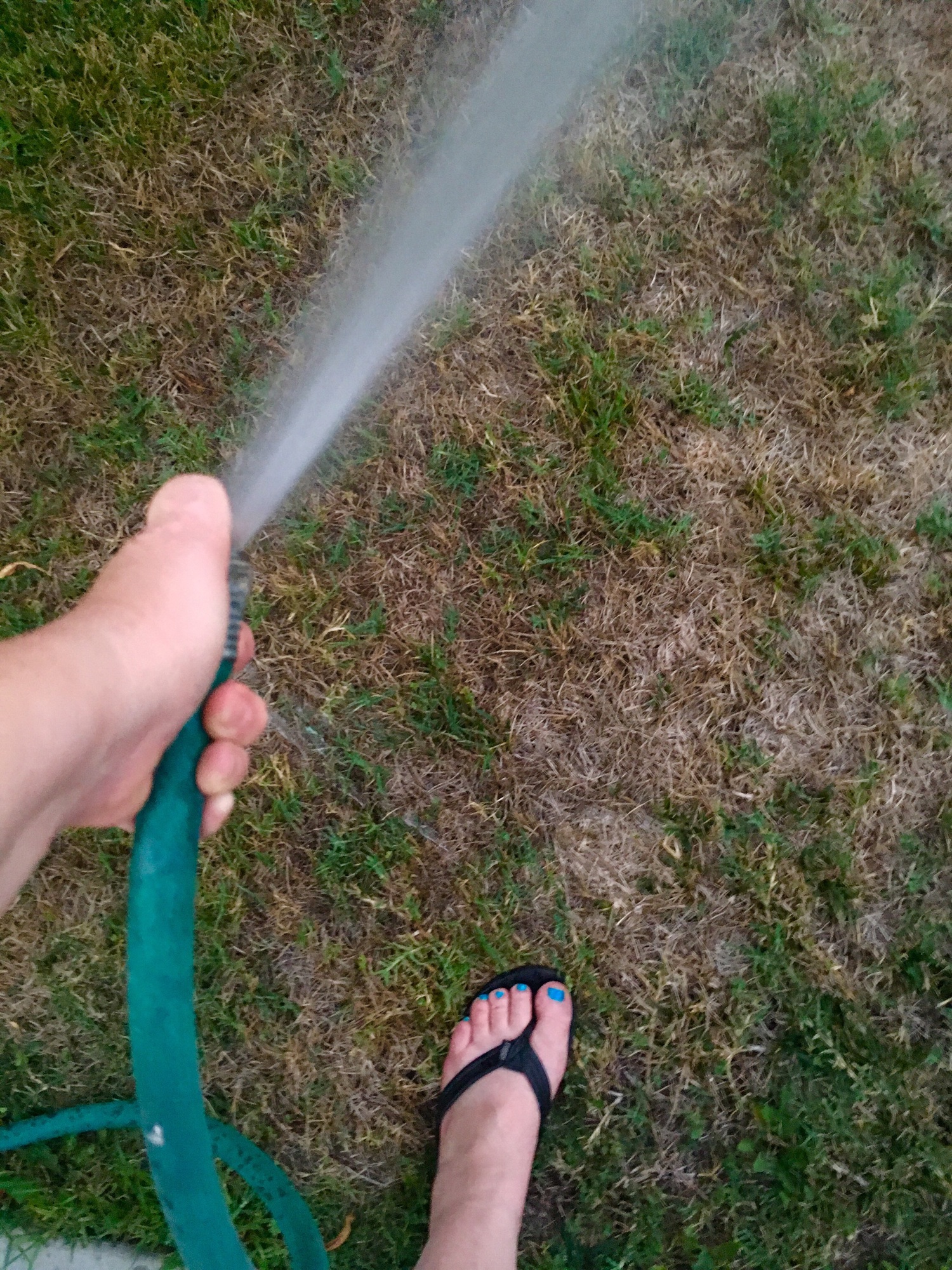 Water conservation: hand watering at dusk instead of sprinklers to ...